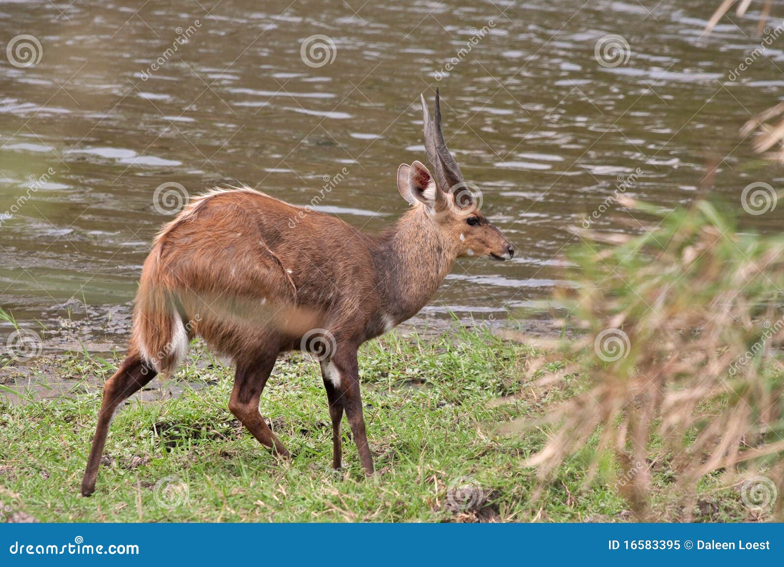 Bushbuck ram stock image. Image of wilderness, horns - 16583395