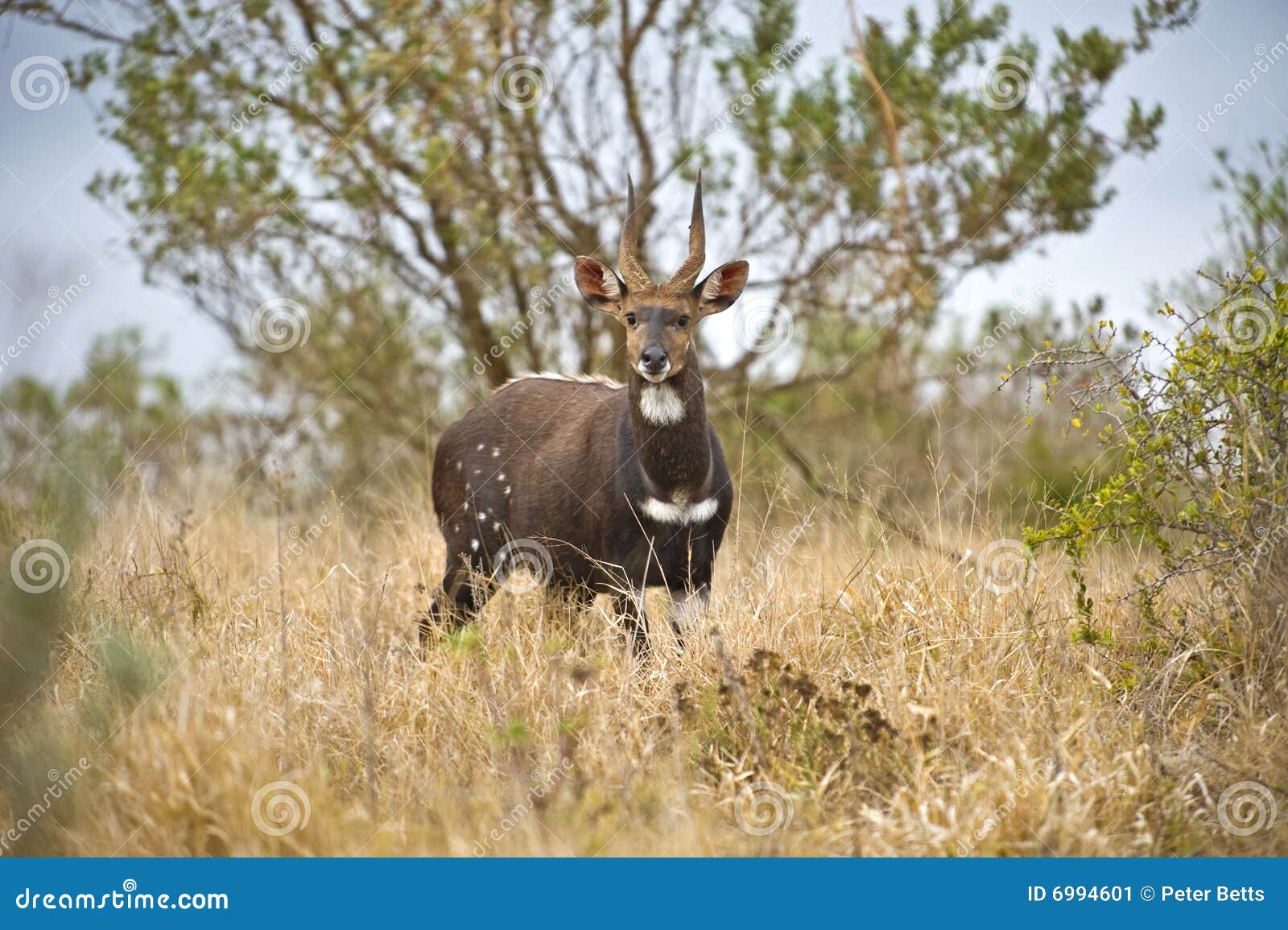 Bushbuck Ram stock image. Image of antelope, ecology, tourism - 6994601