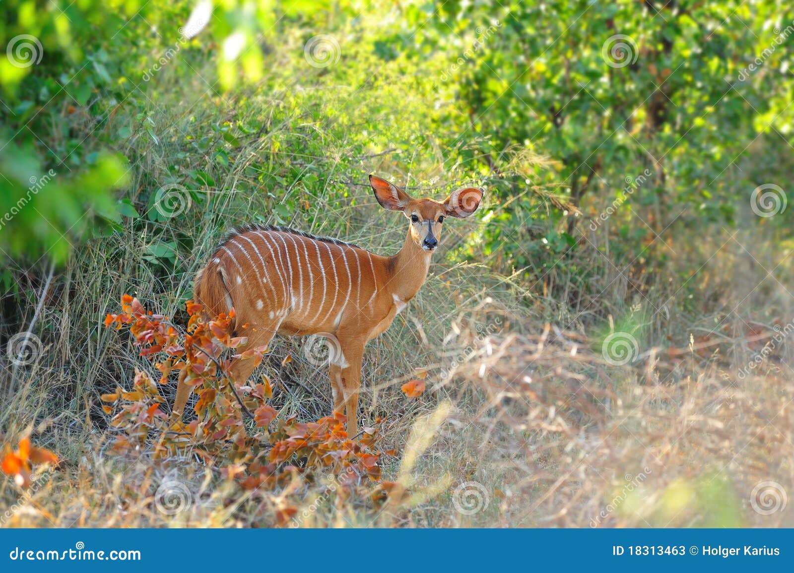 Bushbuck (scriptus Tragelaphus) Stock Afbeelding - Image of spel, wild ...