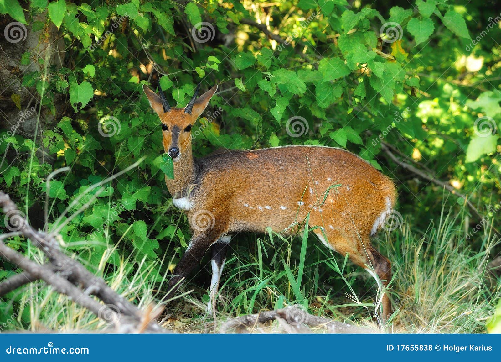 Bushbuck (Tragelaphus Scriptus) Stock Photo - Image of wild, reserve ...