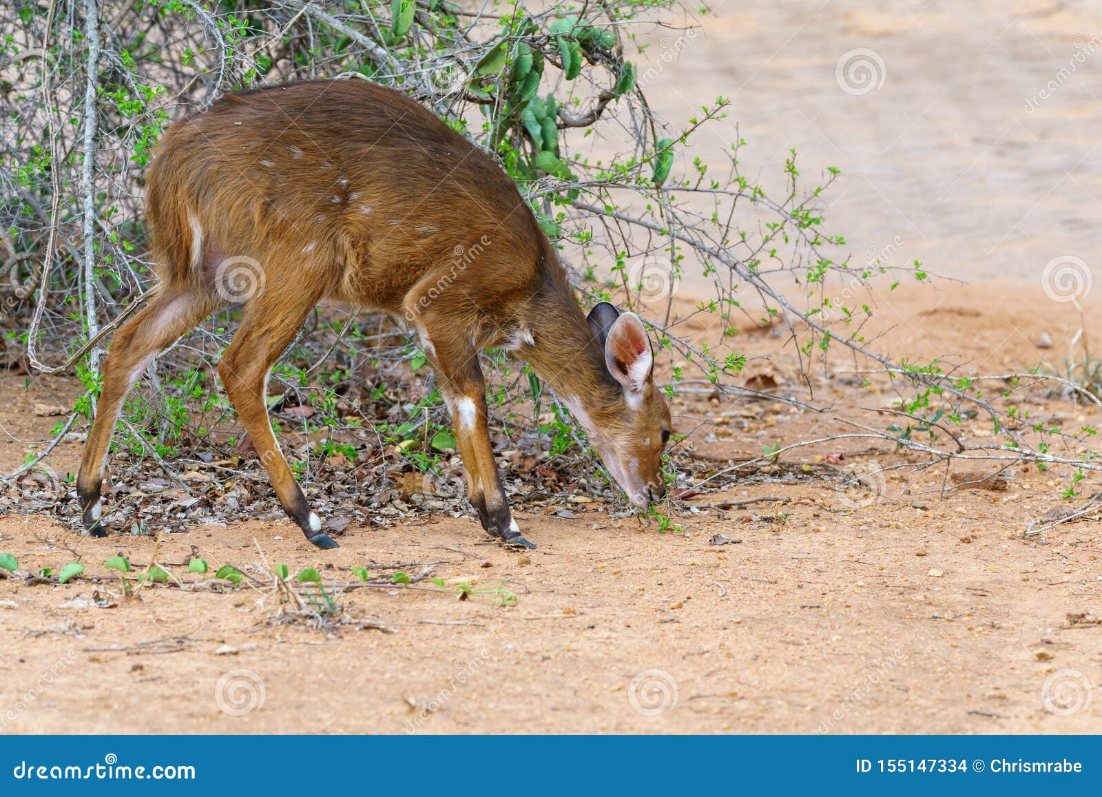 Bushbuck & X28;Tragelaphus Scriptus Stock Photo - Image of natural ...