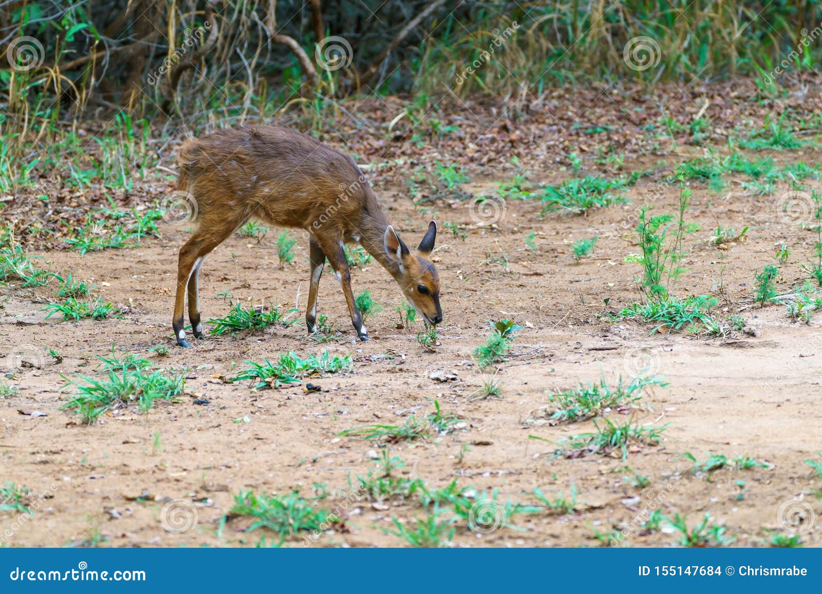 Bushbuck & X28;Tragelaphus Scriptus Stock Photo - Image of juvenile ...