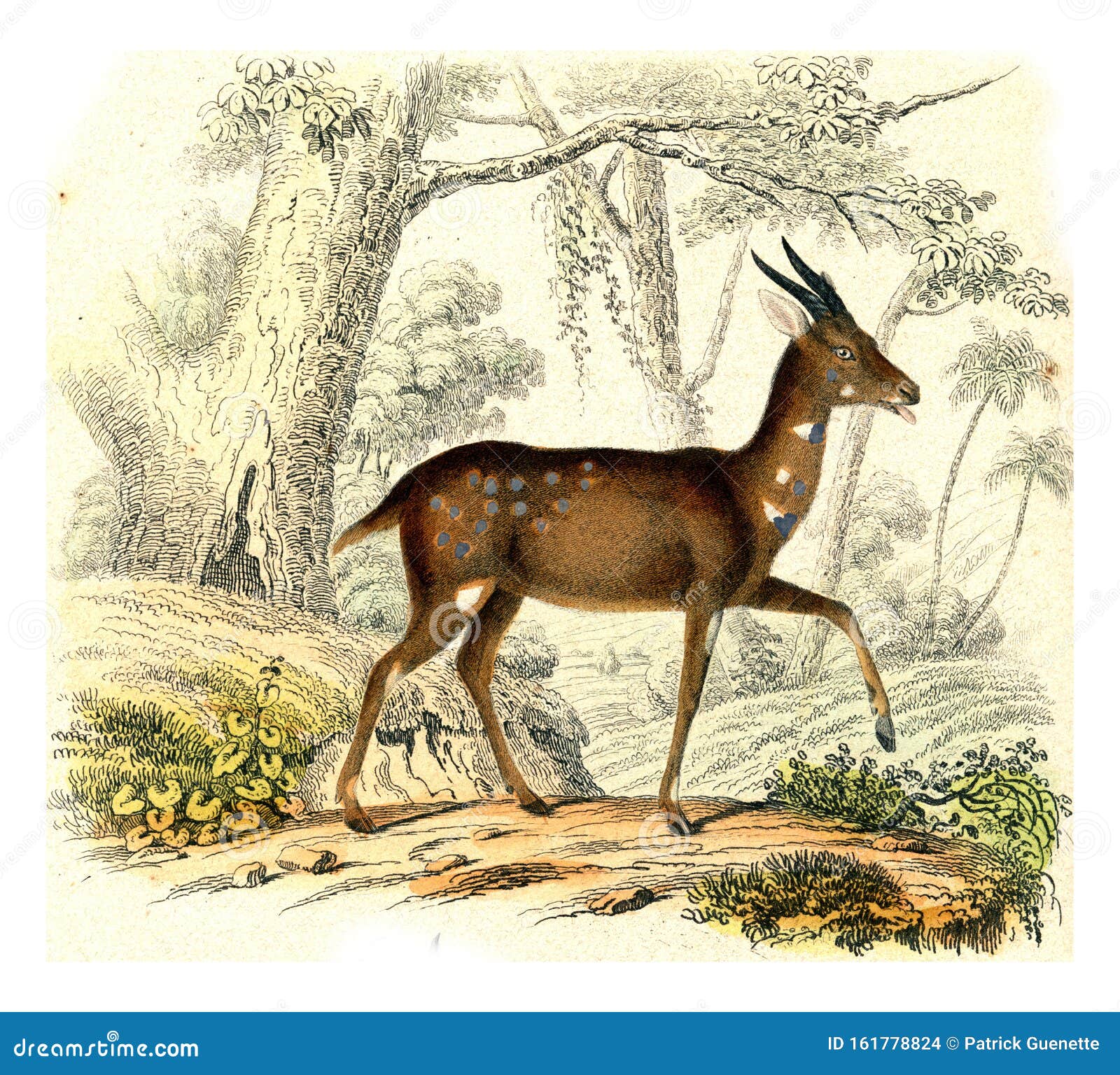 The Bushbuck, Vintage Engraving Stock Illustration - Illustration of ...