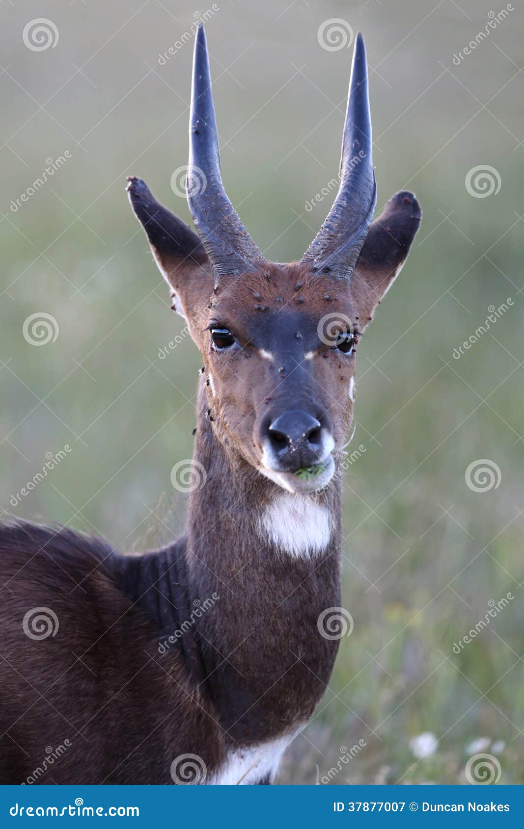 Bushbusk Antelope Portrait stock image. Image of african - 37877007