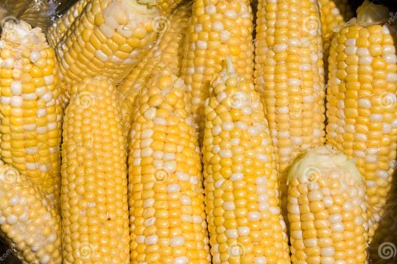 Bushel of corn stock image. Image of farmers, produce - 10518727