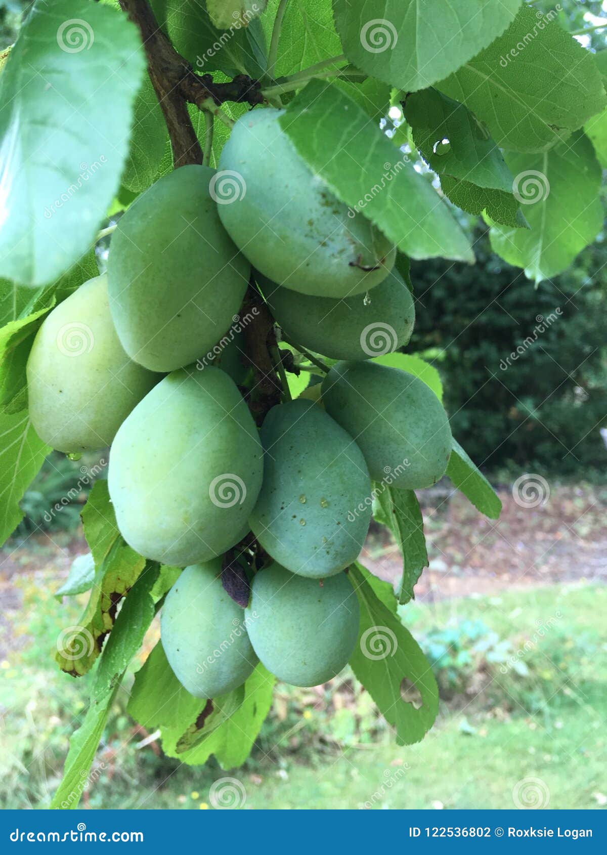 A Bushel of Unripened Plums Stock Photo - Image of unripened, plums ...