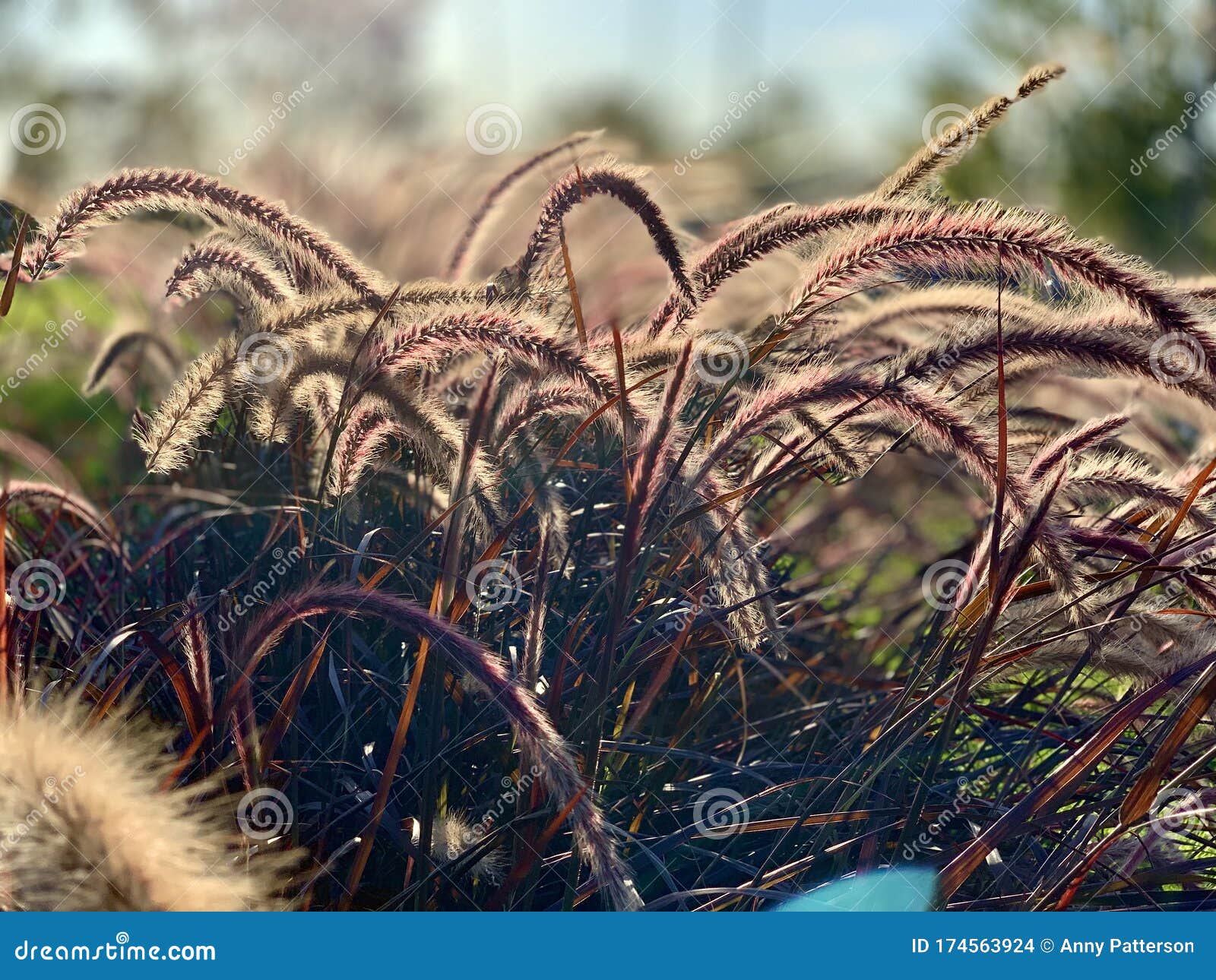 Bushell of Fuzzy Brown Sticks Stock Photo - Image of sticks, soring ...
