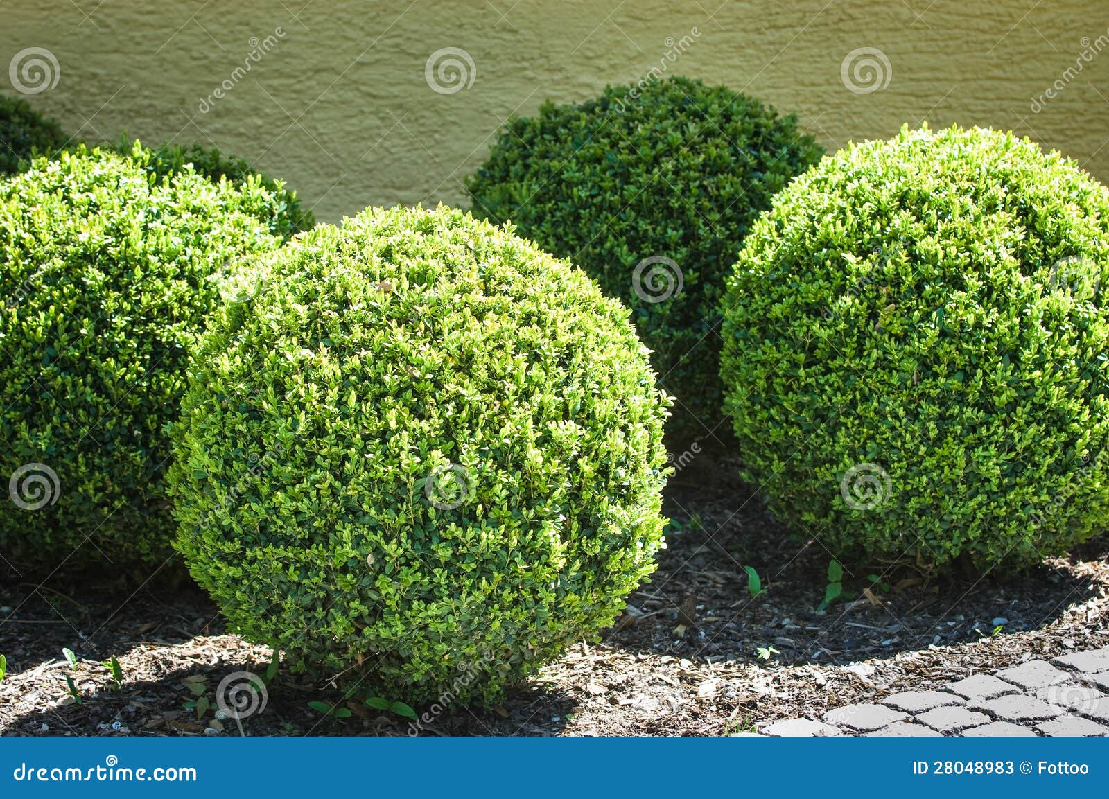 Bushes stock image. Image of back, small, image, group - 28048983