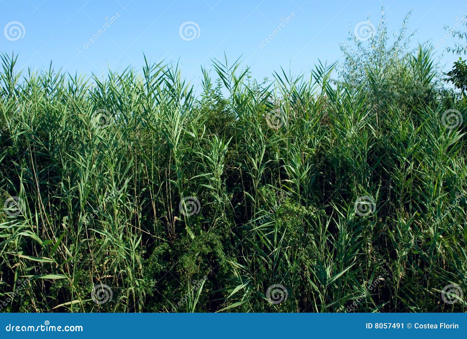 Bushes stock image. Image of nature, green, leaves, growth - 8057491