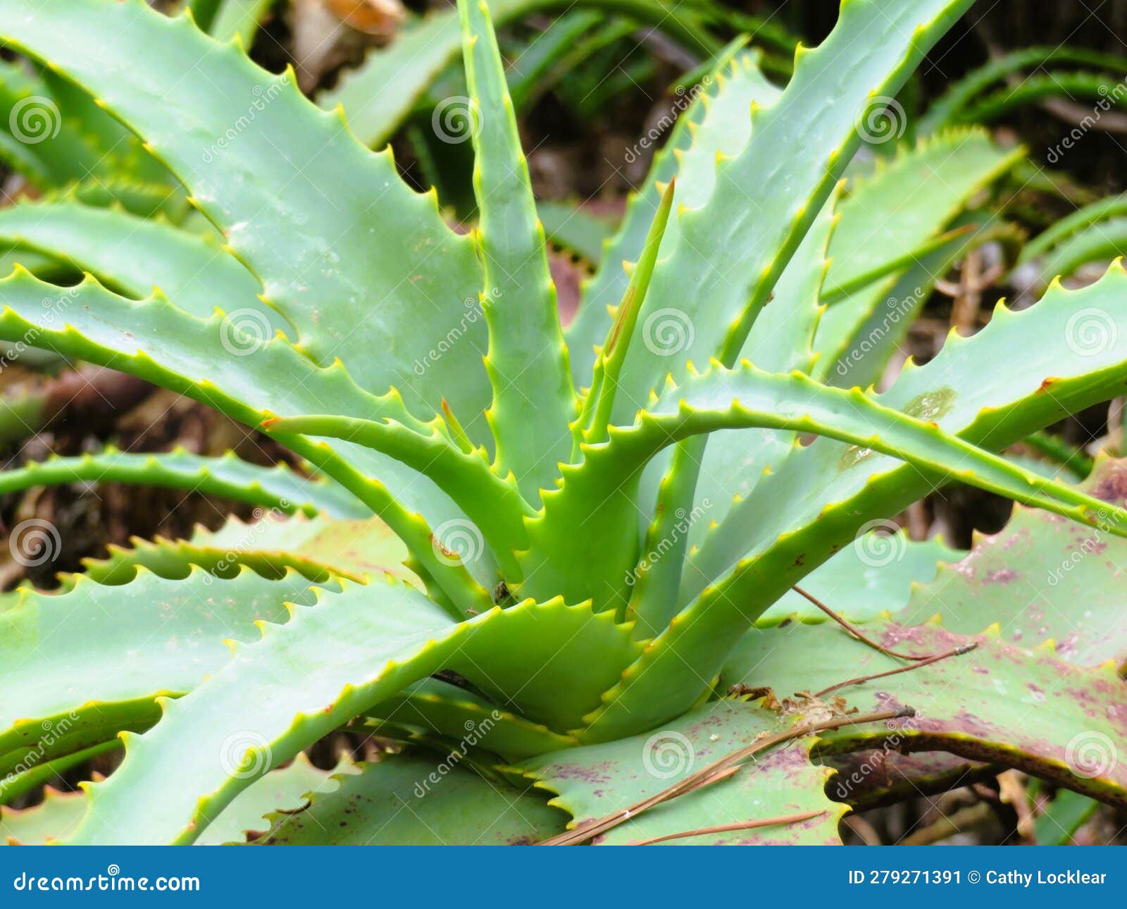 Bushes of Aloe Growing in the Ground Stock Image - Image of vera ...