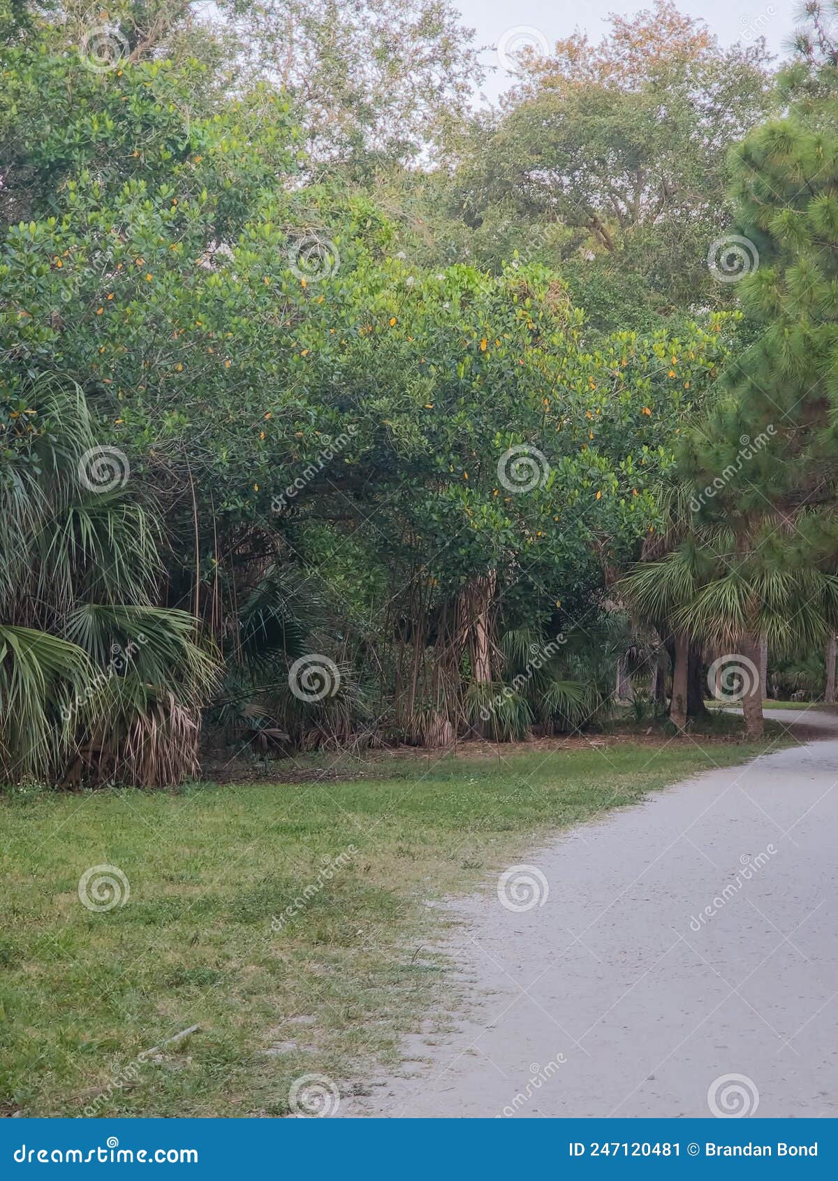 Bushes along the Path stock image. Image of woodland - 247120481