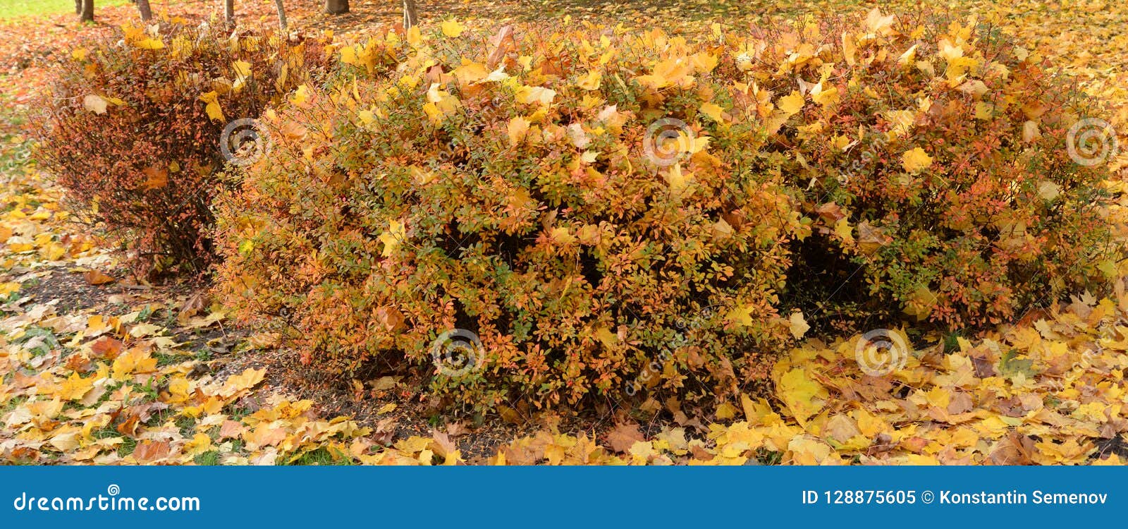 Bushes in the autumn. stock image. Image of russia, round - 128875605