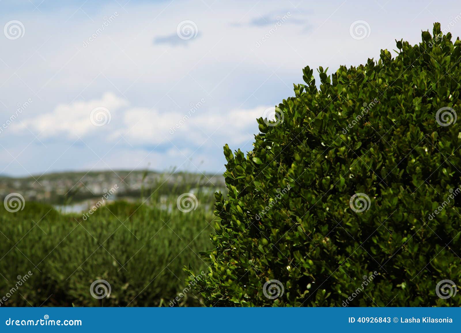 Bushes stock image. Image of natural, background, blue - 40926843