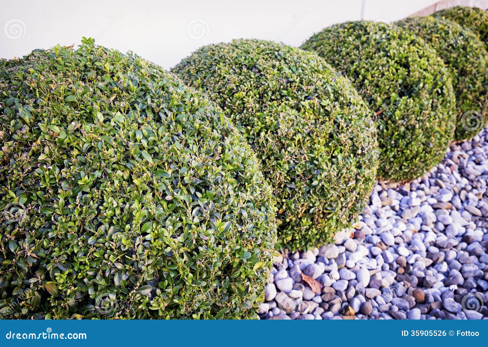 Bushes stock photo. Image of bush, bushy, circle, park - 35905526