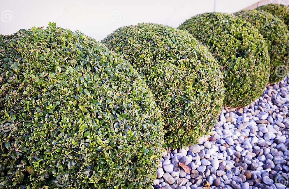 Bushes stock photo. Image of bush, bushy, circle, park - 35905526
