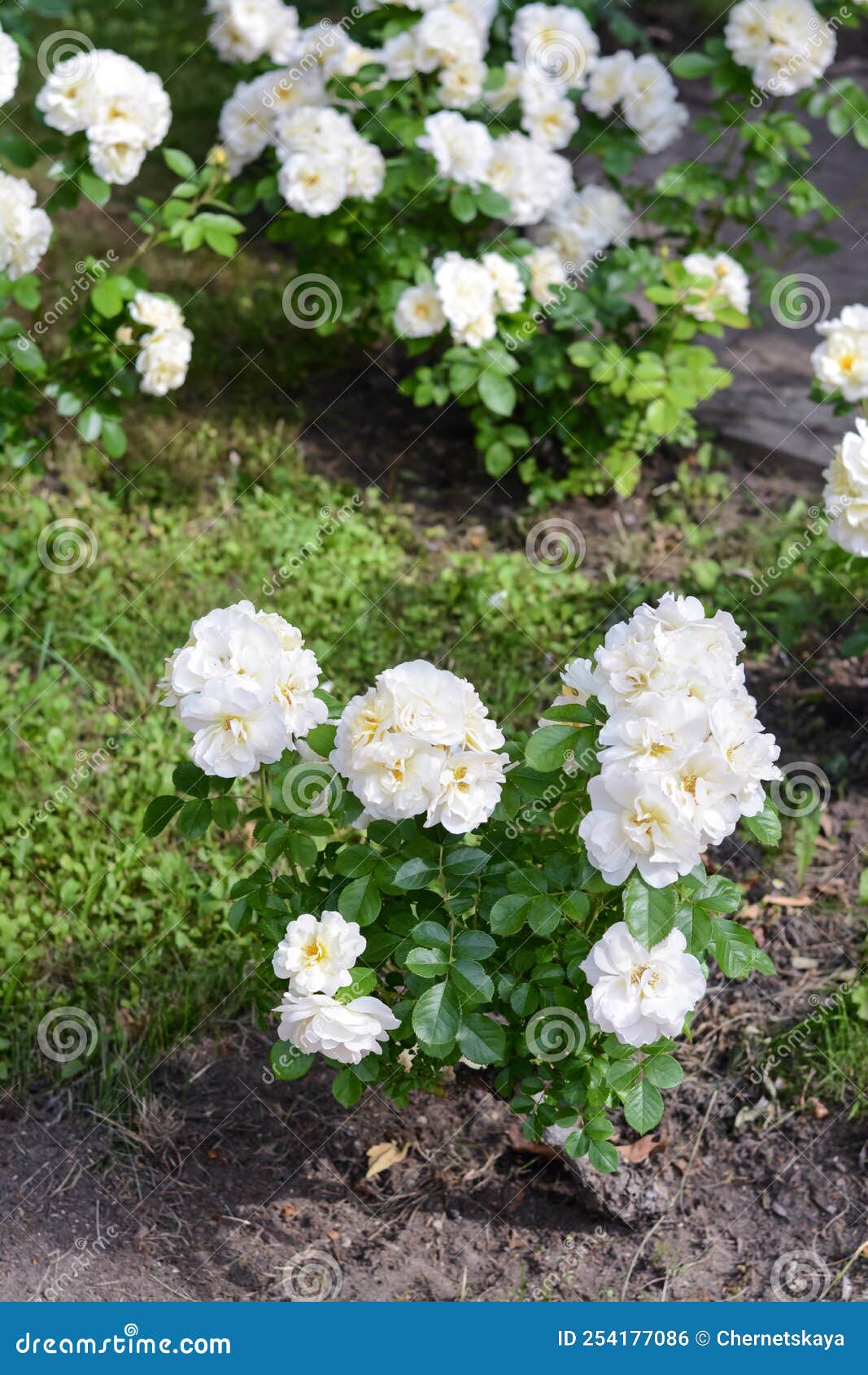 Bushes with Beautiful White Roses in Garden Stock Photo - Image of ...