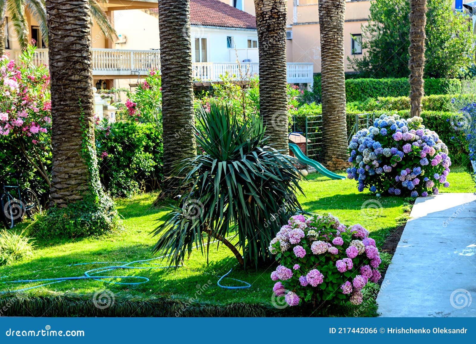 Bushes Blooming Oleandra Against the Backdrop of Palm Trees Stock Photo ...