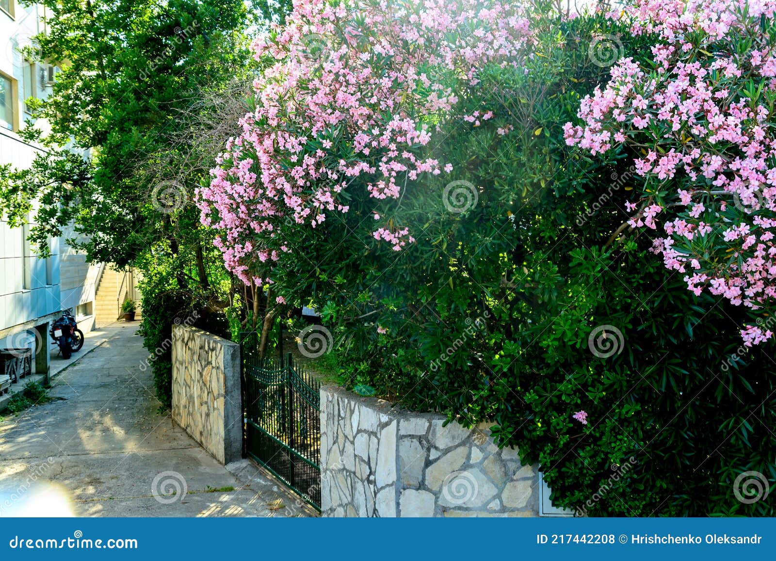 Bushes Blossoming Oleandra Pink Color Stock Photo - Image of natural ...