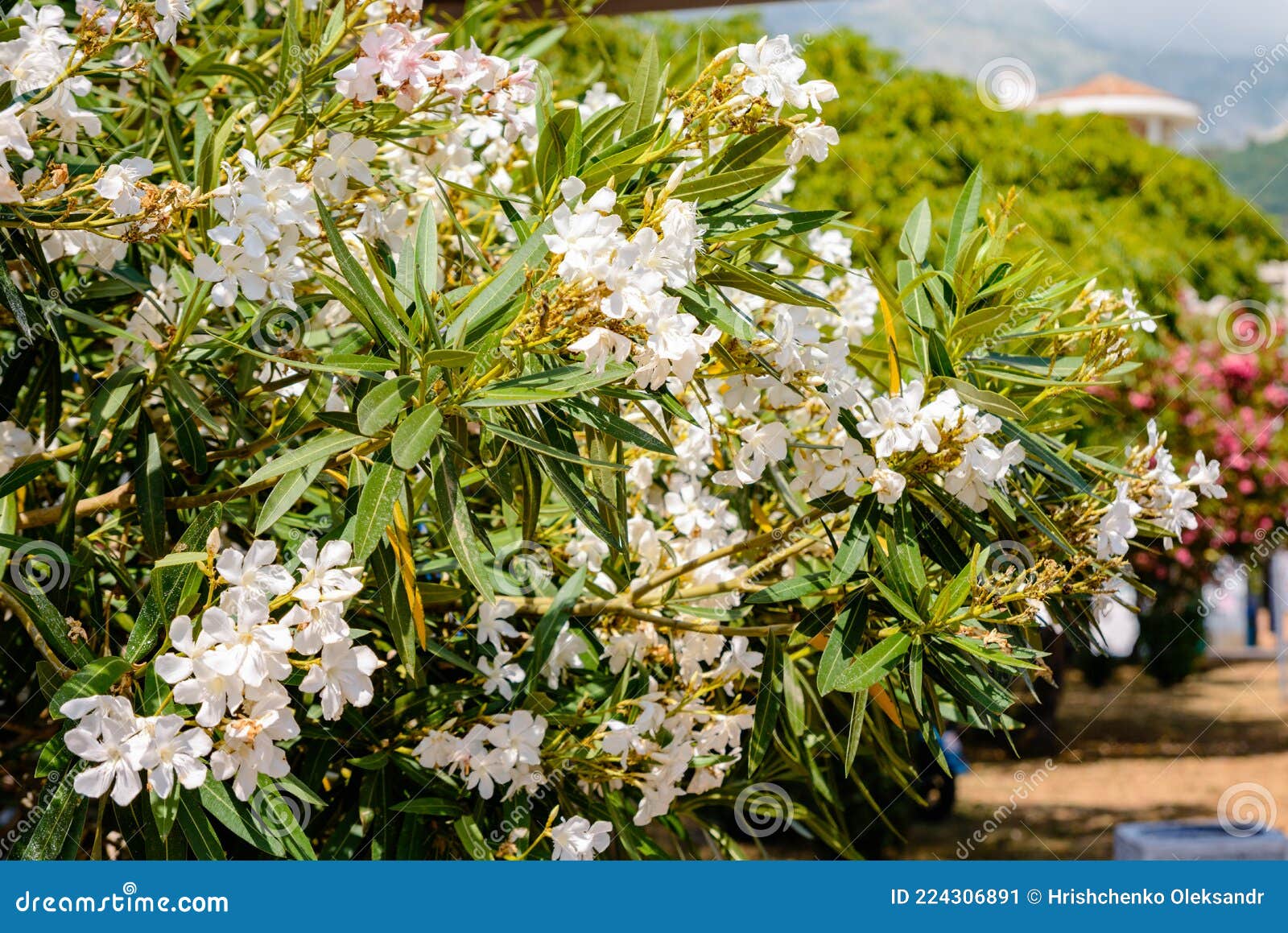 Bushes Blossoming Oleandra White Color Stock Image - Image of floral ...