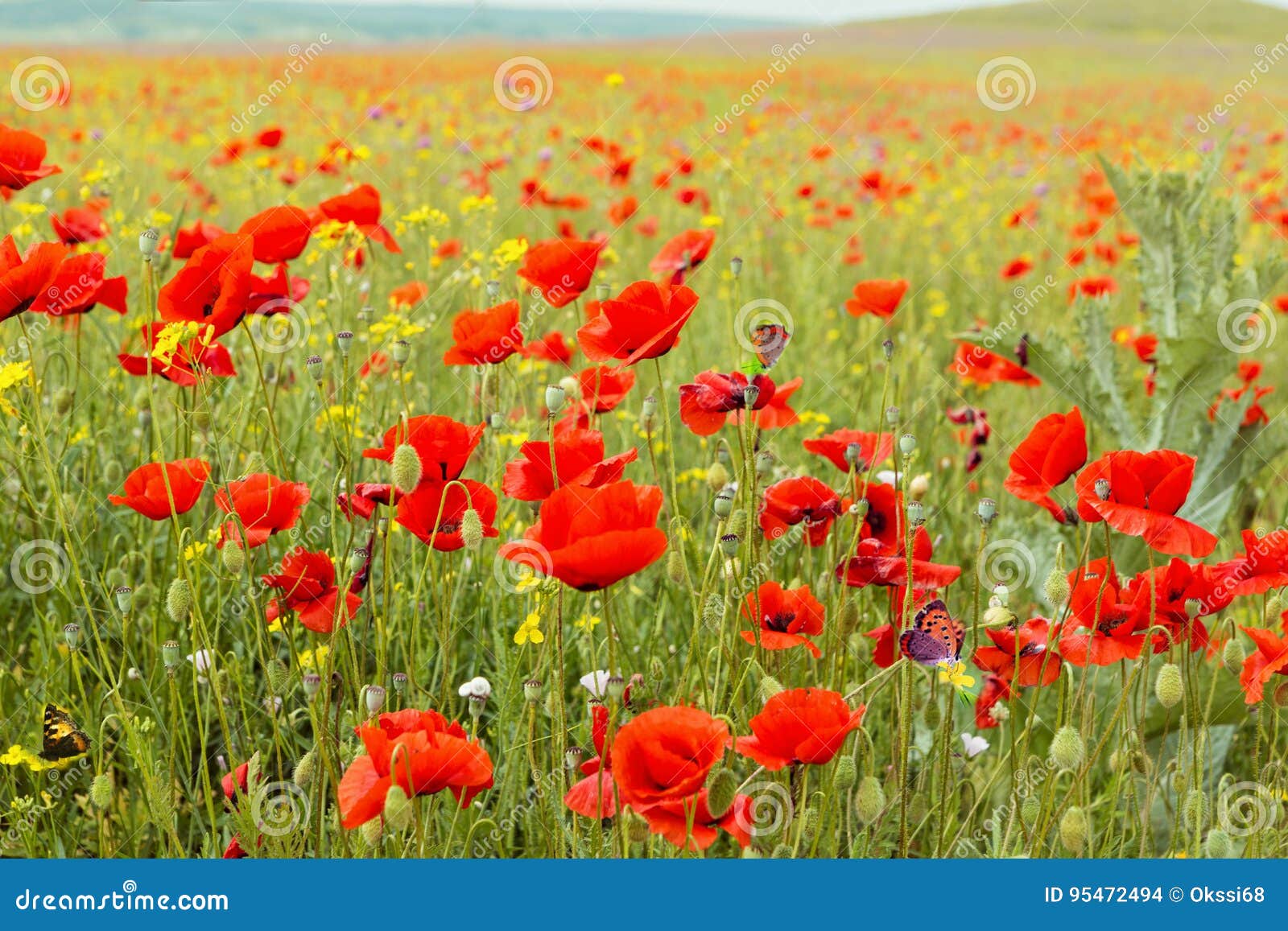 Bushes of a Blossoming Poppy Stock Photo - Image of ornate, beautiful ...