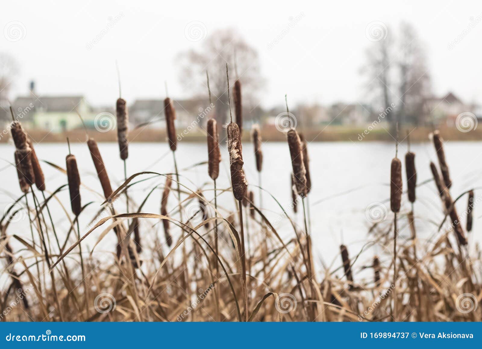Bushes of Brown Reeds by the River Stock Image - Image of nature, weed ...