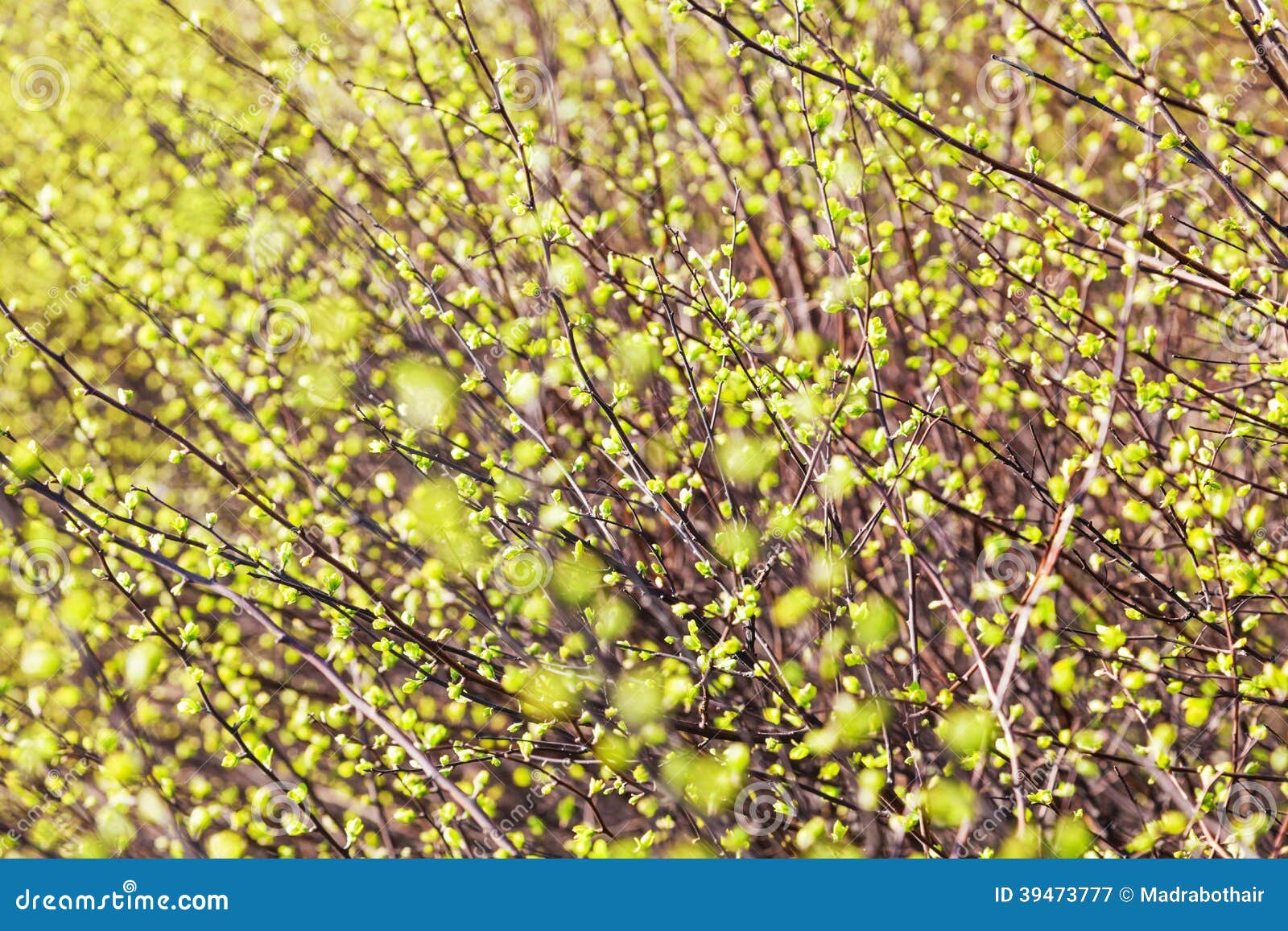 Budding Branches In The Spring Royalty-Free Stock Image | CartoonDealer ...