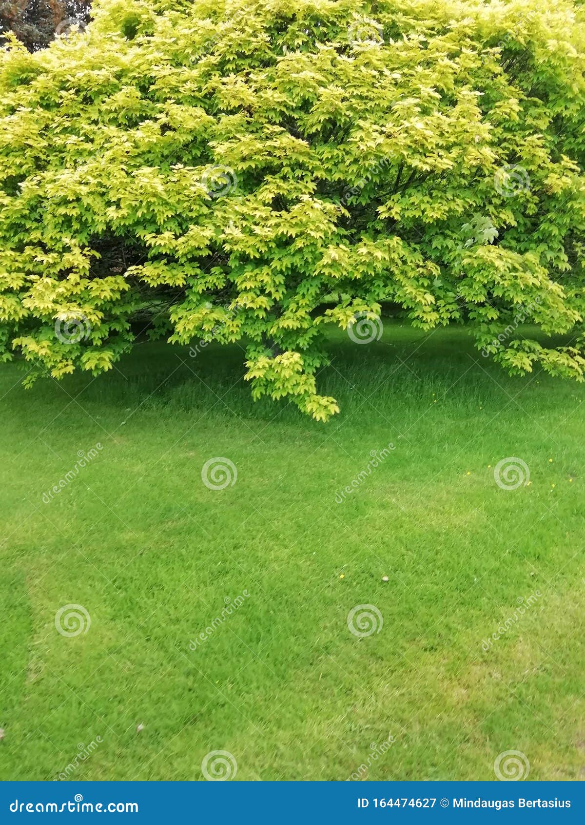 Bushes stock image. Image of grass, bushes, nice, green - 164474627
