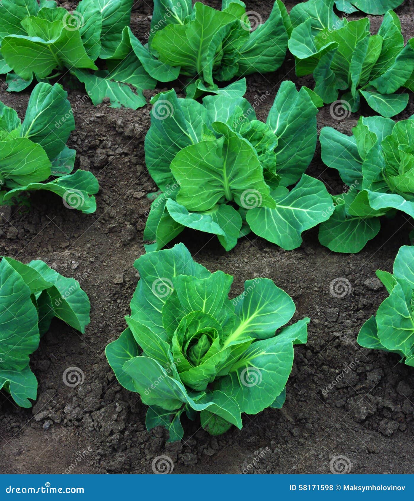 Bushes cabbage stock photo. Image of green, cabbage, horticulture ...