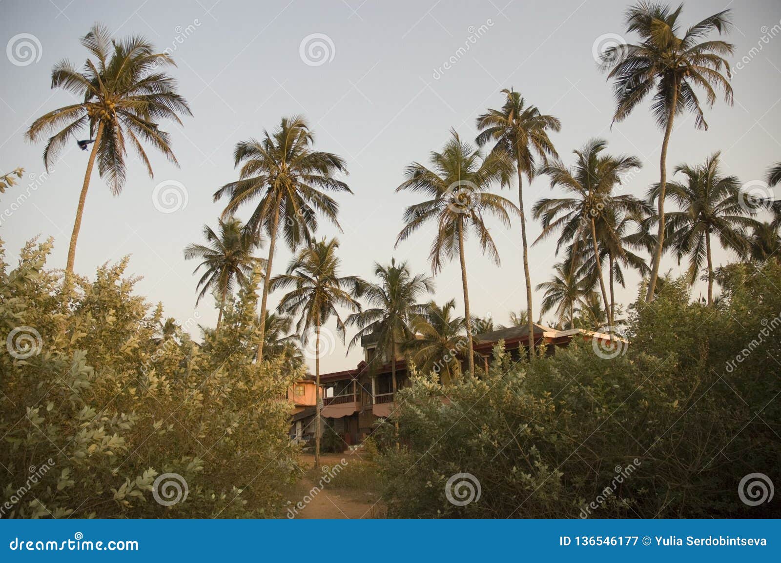 Bushes and Coconut Trees on the Way To the Beach Stock Image - Image of ...