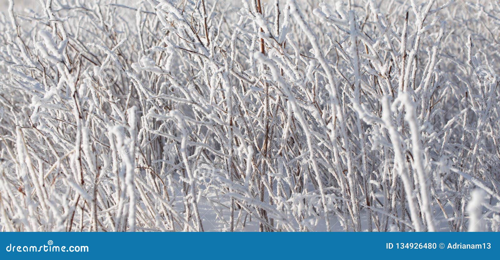 Bushes covered with frozen stock photo. Image of snowflake - 134926480