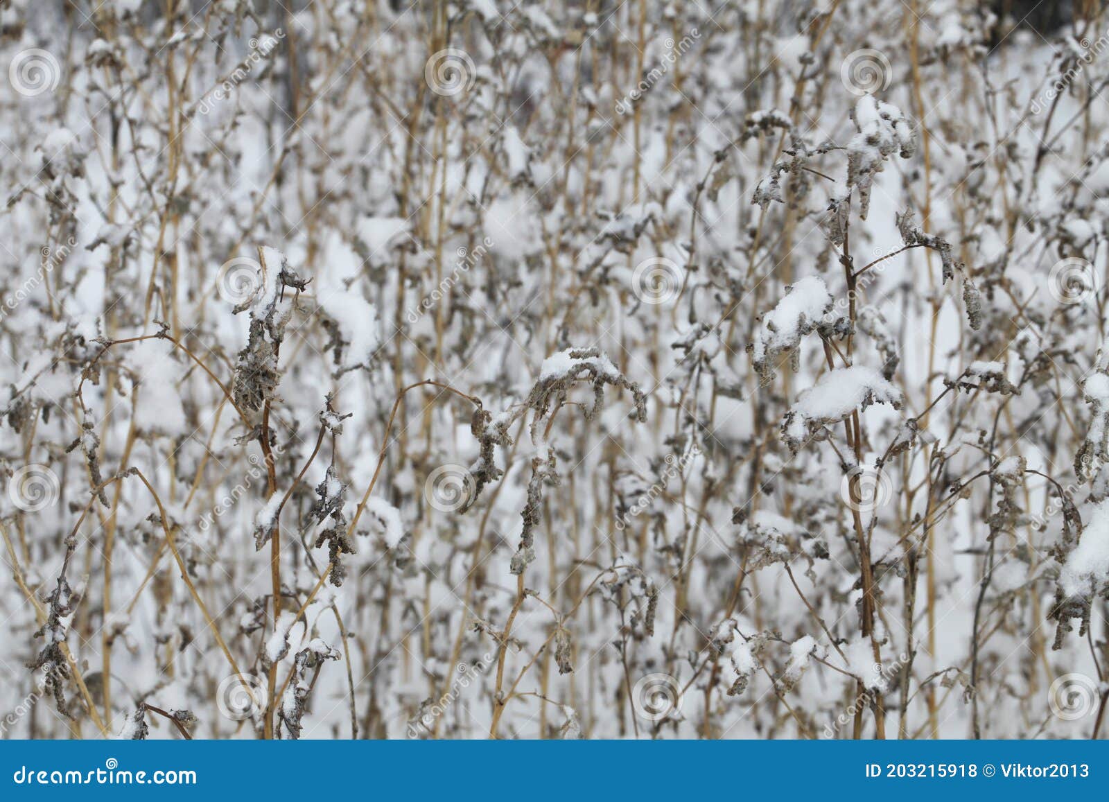 Bushes covered with snow stock photo. Image of cold - 203215918
