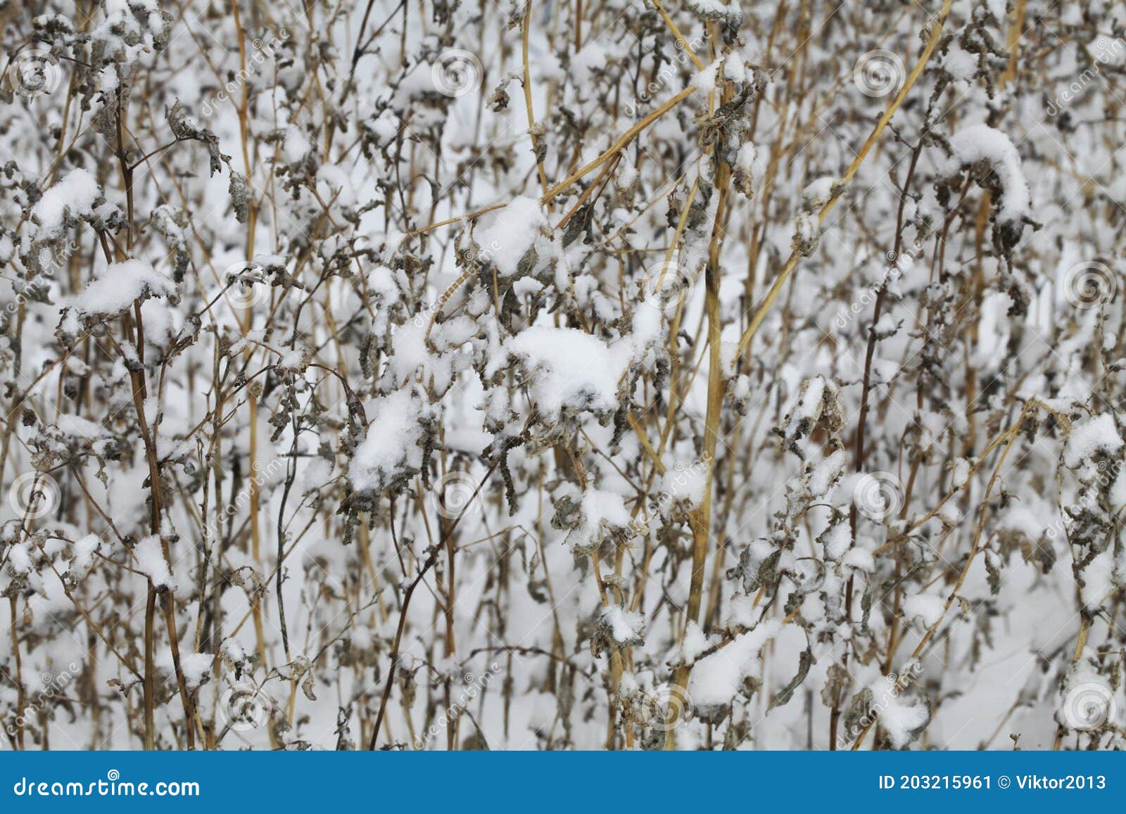 Bushes covered with snow stock image. Image of january - 203215961
