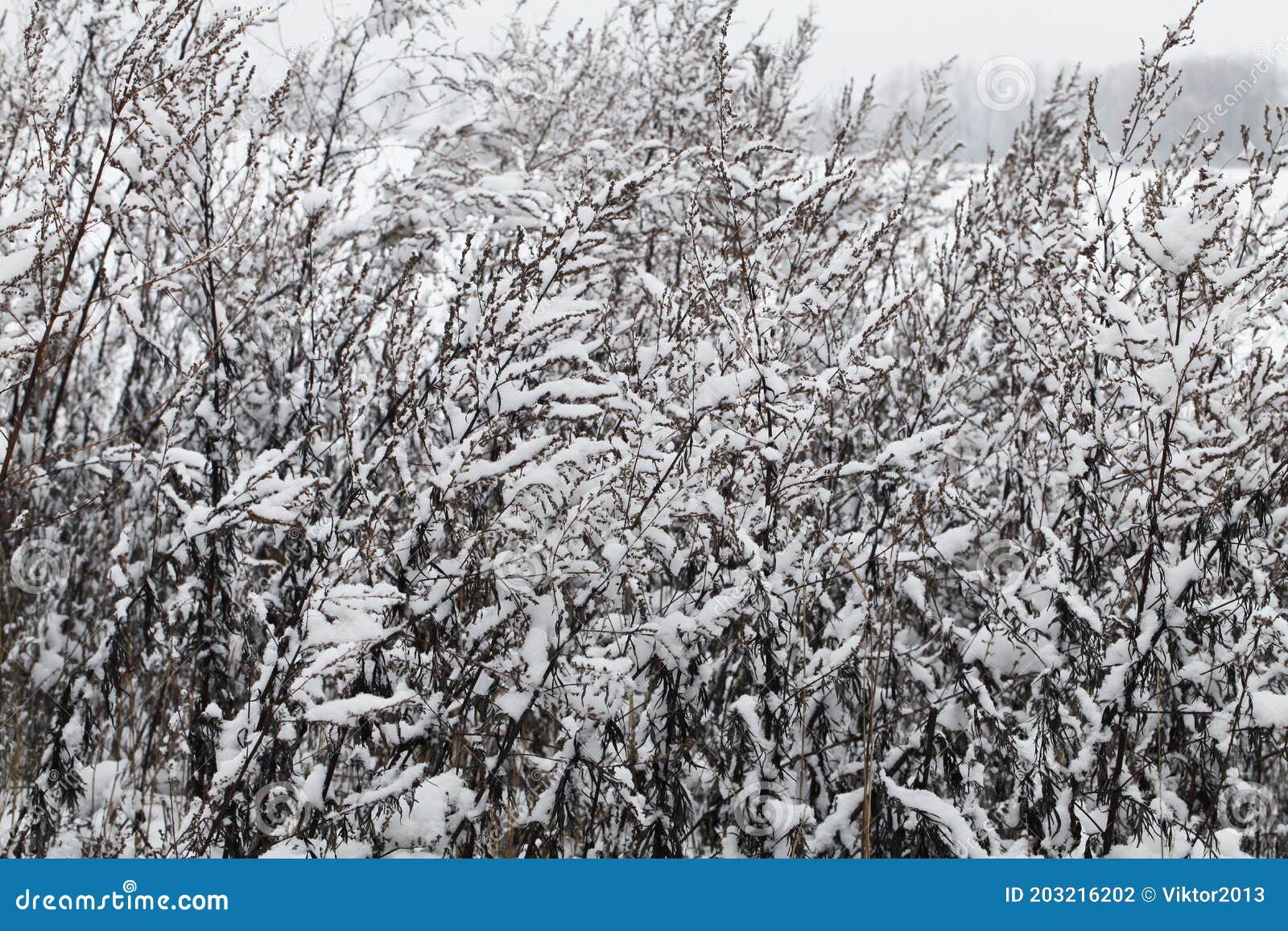 Bushes covered with snow stock photo. Image of cane - 203216202