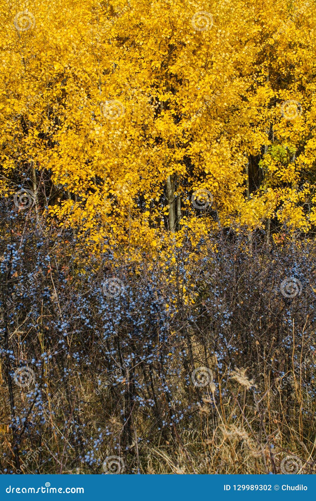 Bushes with Dark Blue Berries on the Background of Autumn Forest Stock ...