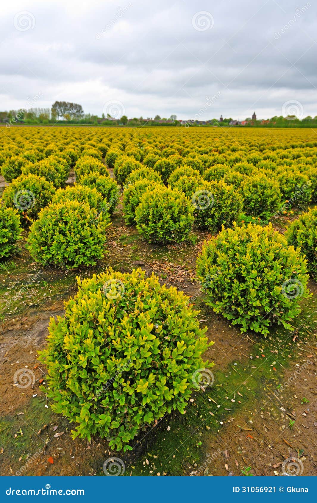 Bushes stock image. Image of mist, farmhouse, dutch, countryside - 31056921