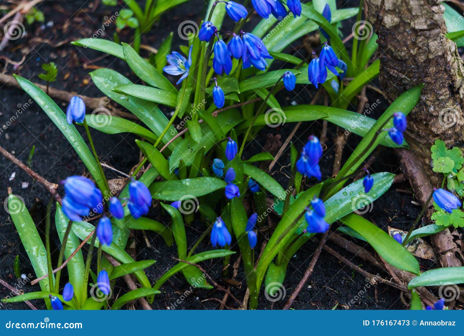 Bushes of the First Blue Snowdrops in the Forest in Early Spring Stock ...