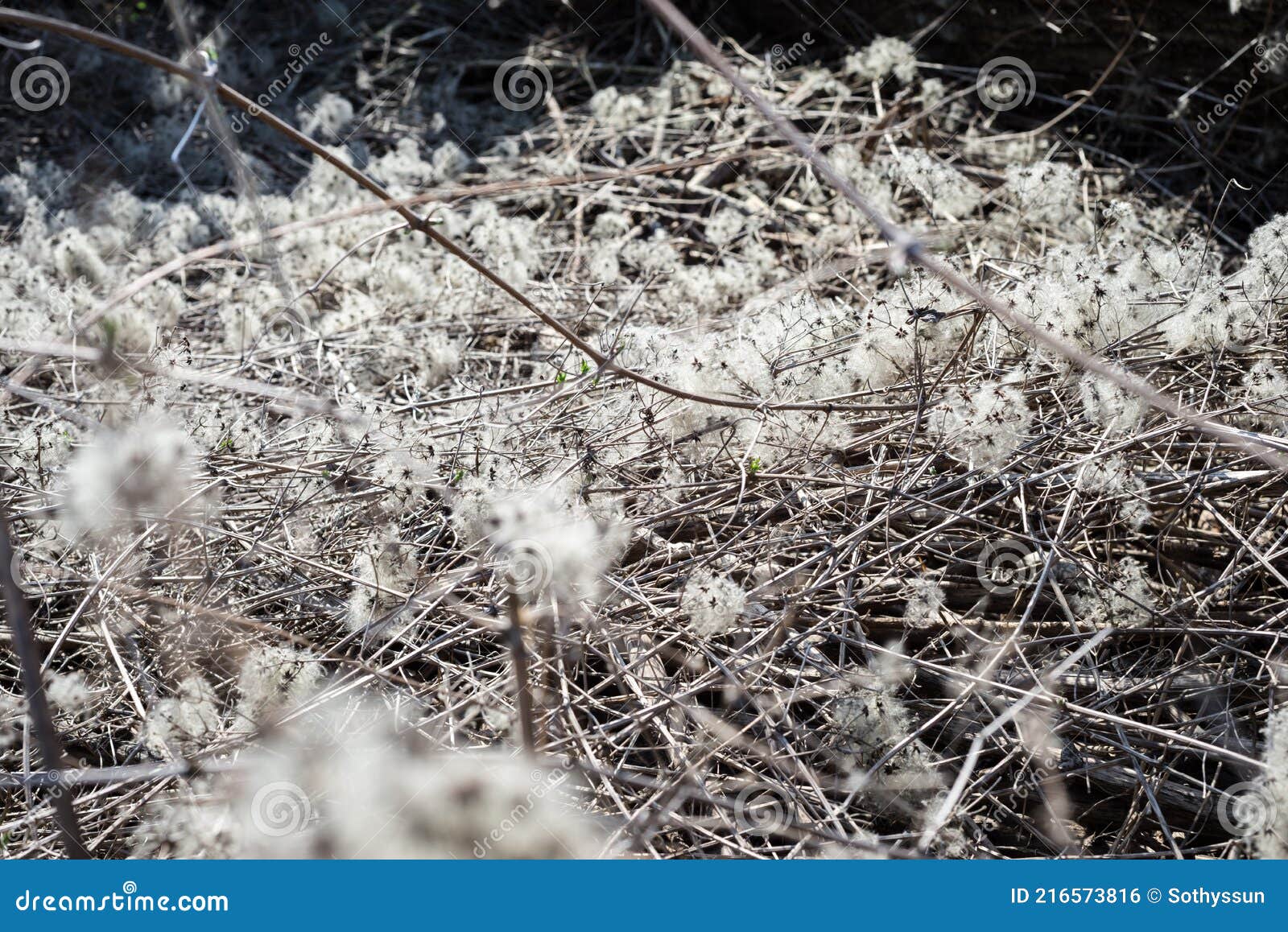 Fluffy Bush Landscape in a Sun Day in Spring Stock Photo - Image of ...