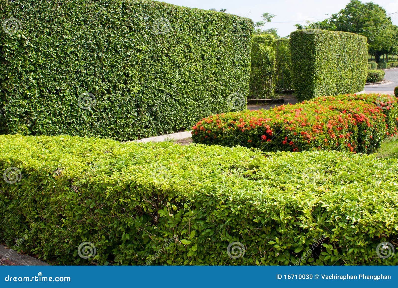 Bushes in the garden. stock image. Image of public, brown - 16710039