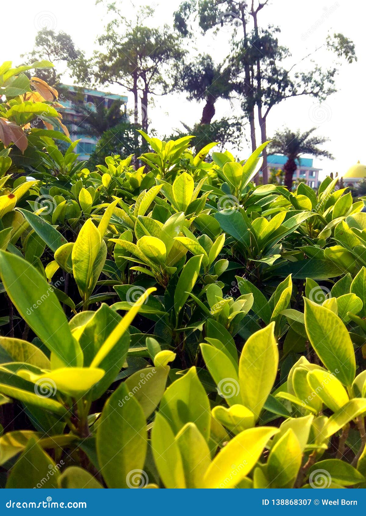 Bushes in the Garden Background Stock Image - Image of garden, delicate ...