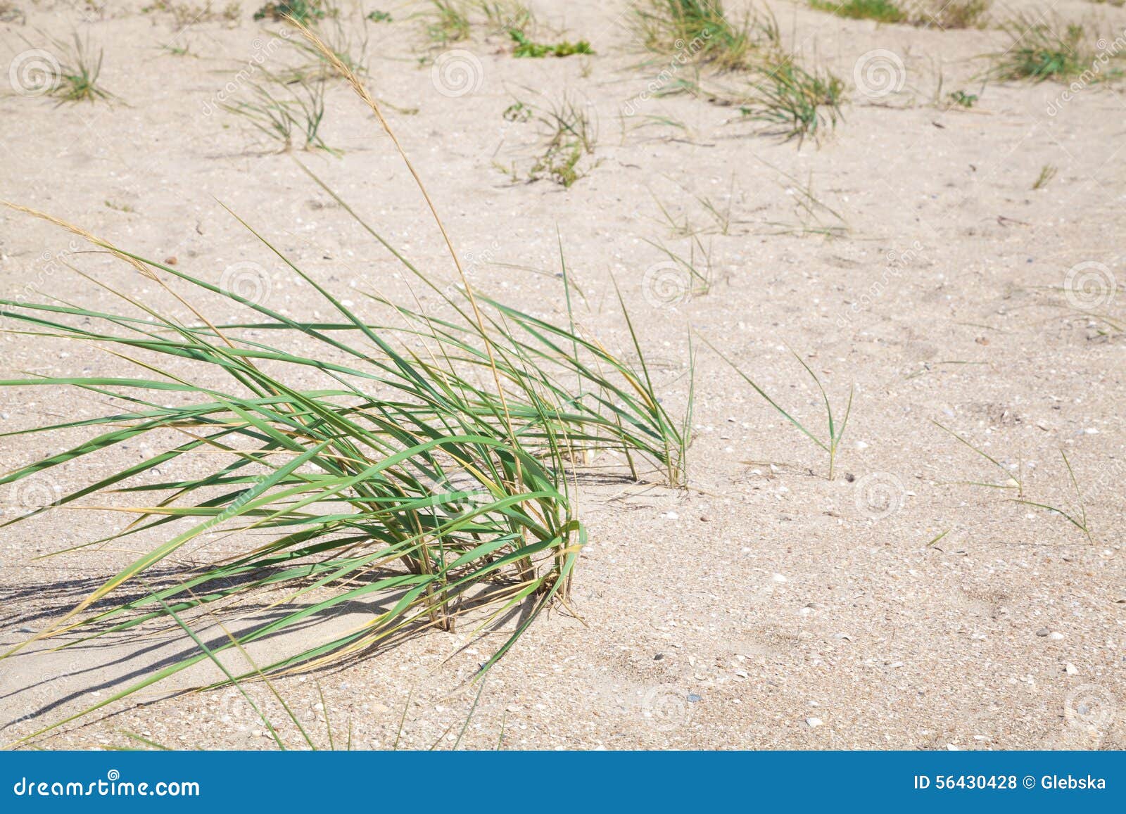 Bushes of Green Grass on a Sandy Beach Stock Photo - Image of organic ...