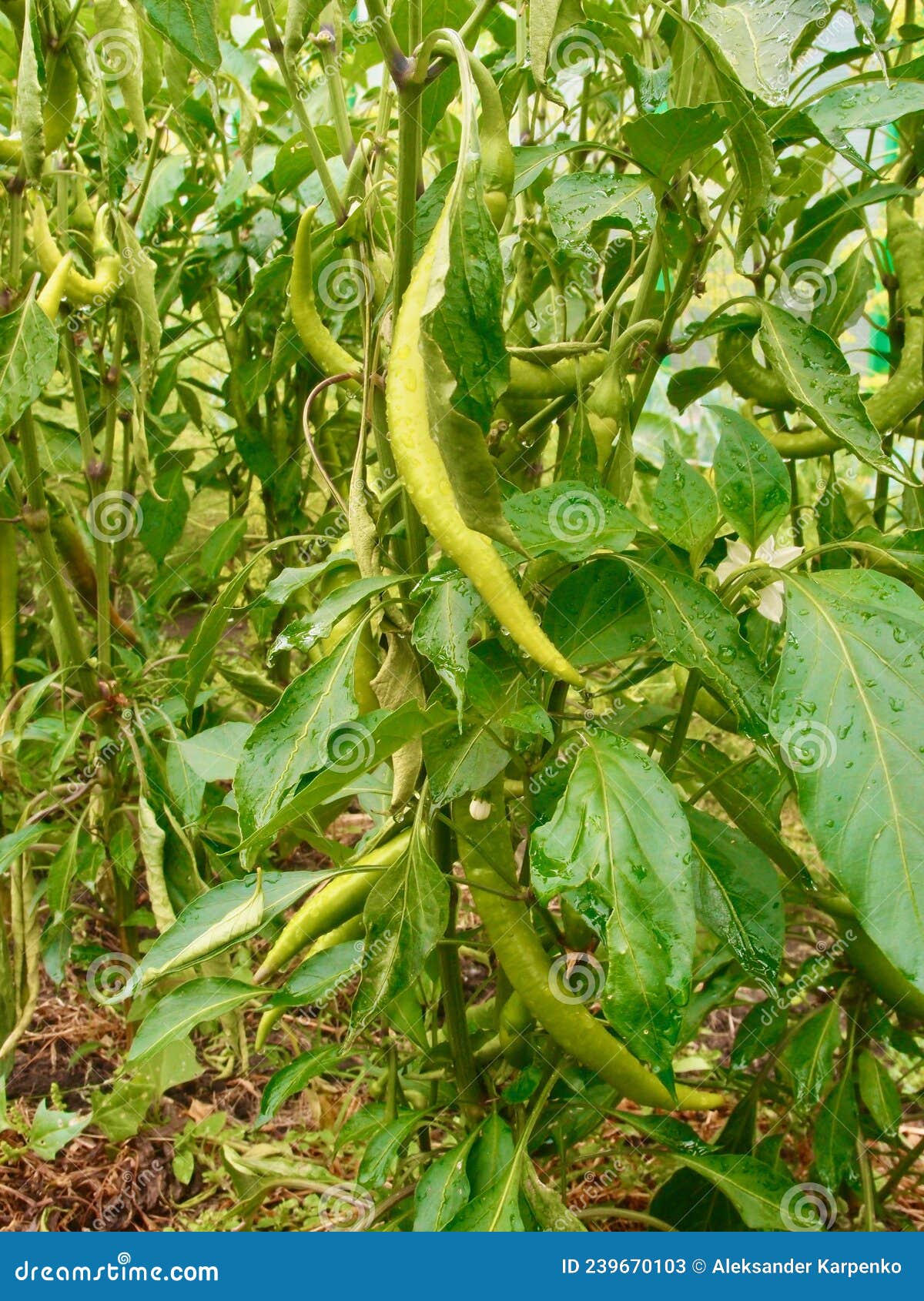 Bushes of Hot Pepper in the Garden Stock Image - Image of chilli, chili ...