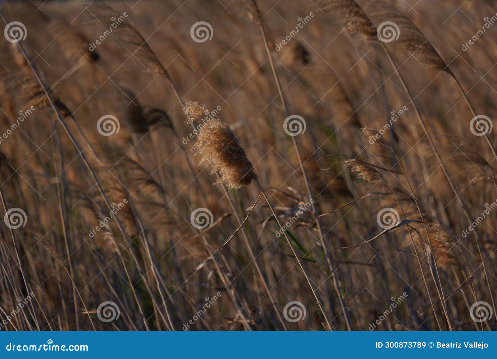 Bushes moving in the wind stock image. Image of gold - 300873789