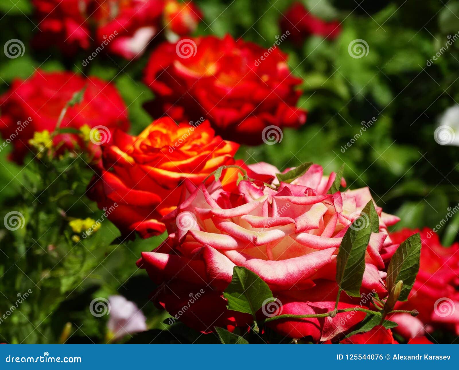 Bushes of Multi-colored Roses Stock Photo - Image of rose, bloom: 125544076