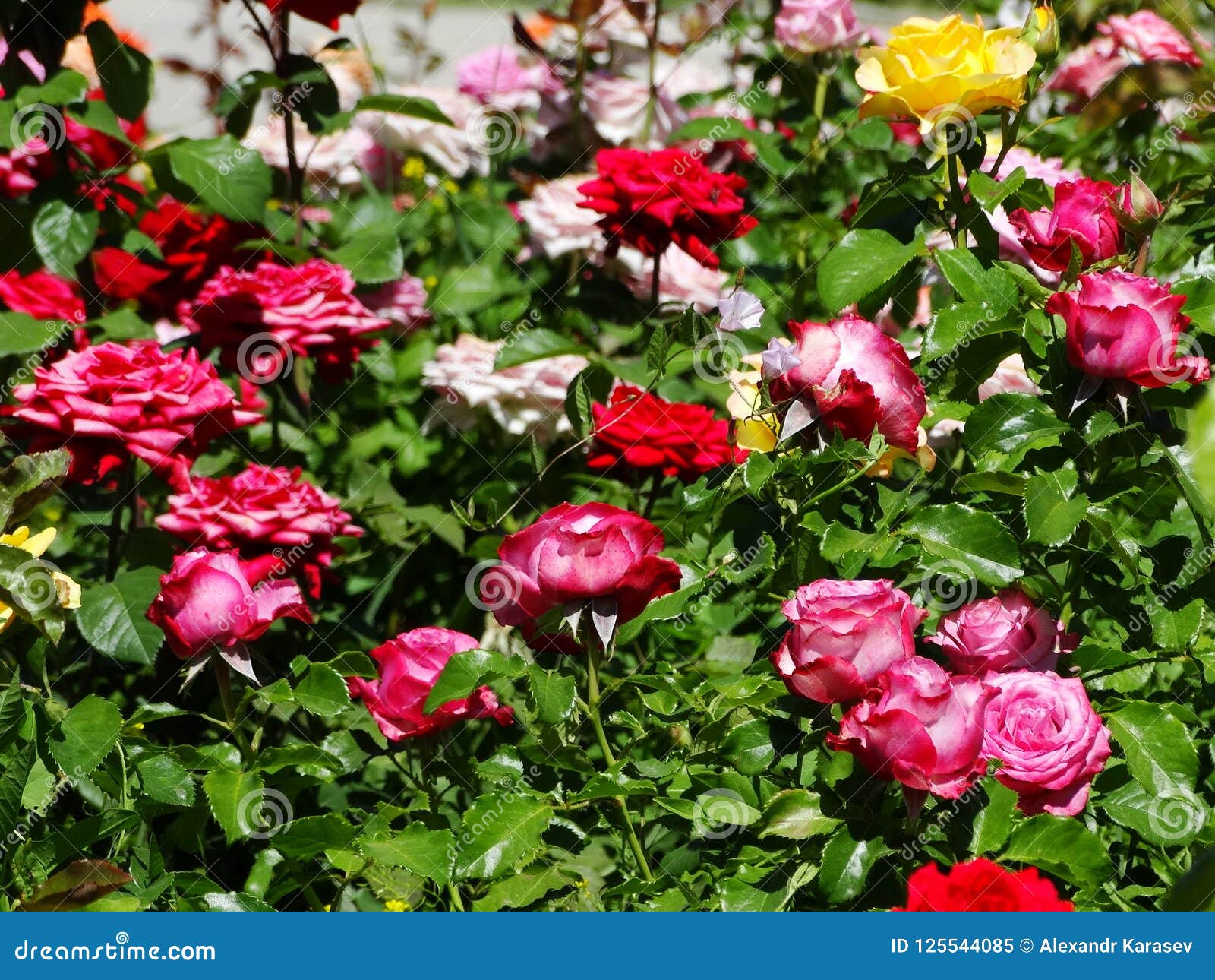 Bushes of Multi-colored Roses Stock Image - Image of green, colorful ...