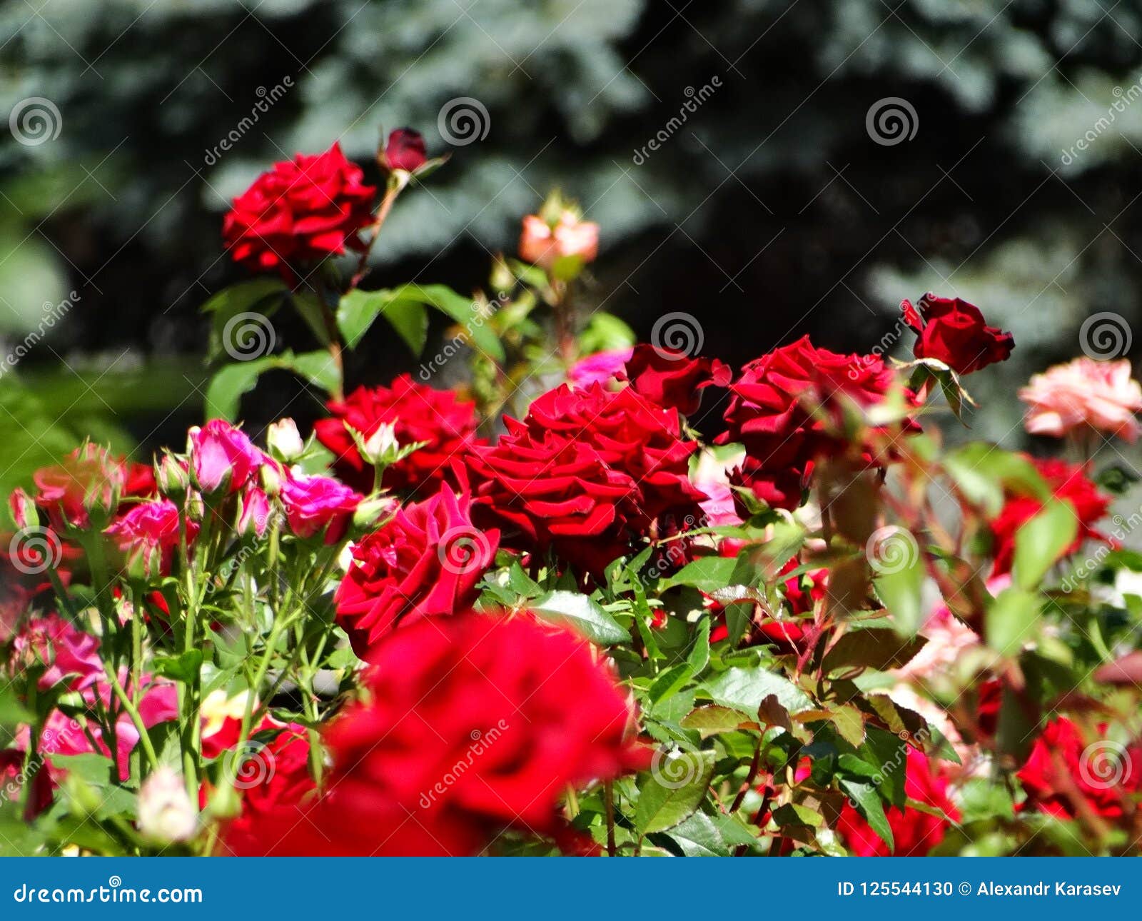Bushes of Multi-colored Roses Stock Photo - Image of flora, nature ...