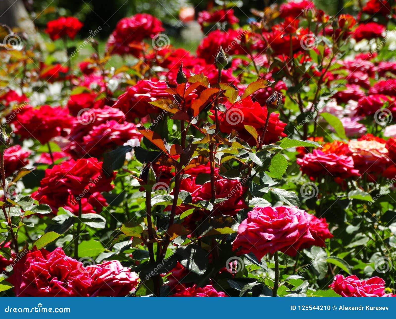 Bushes of Multi-colored Roses Stock Photo - Image of leaf, thickets ...