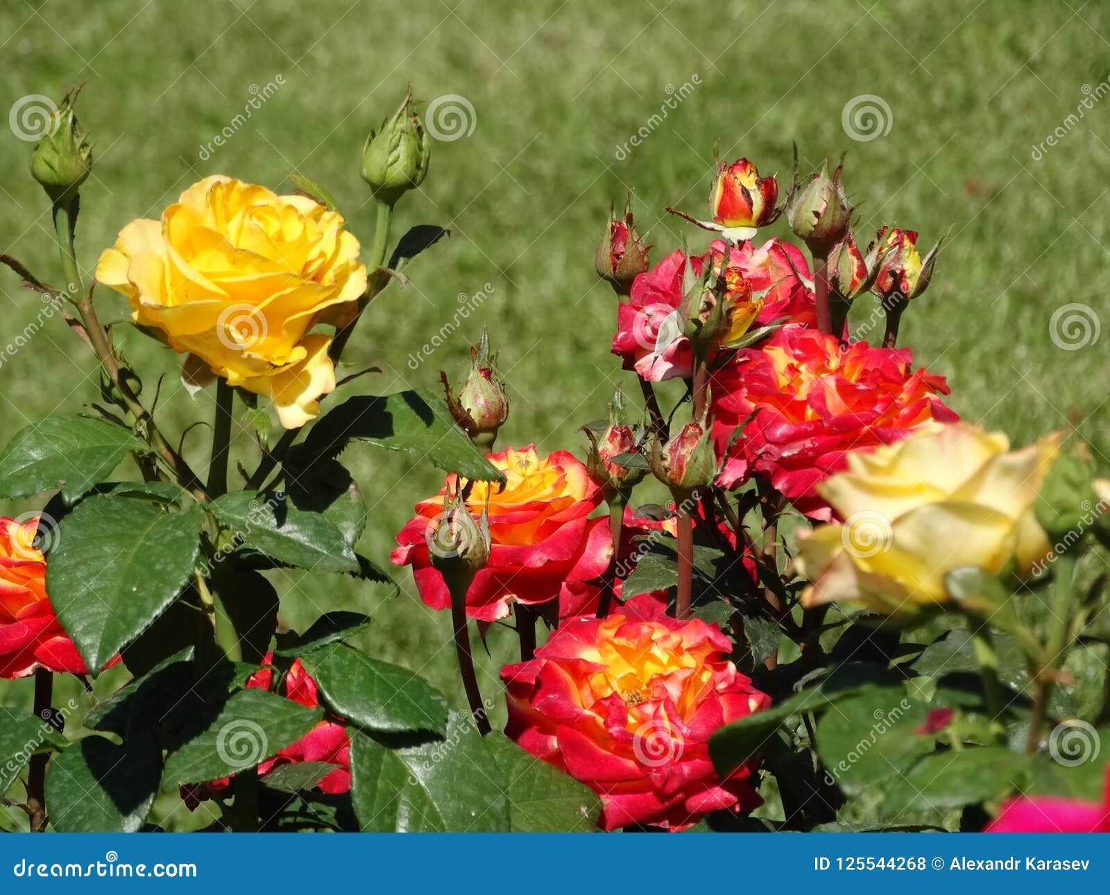 Bushes of Multi-colored Roses Stock Photo - Image of color, rose: 125544268