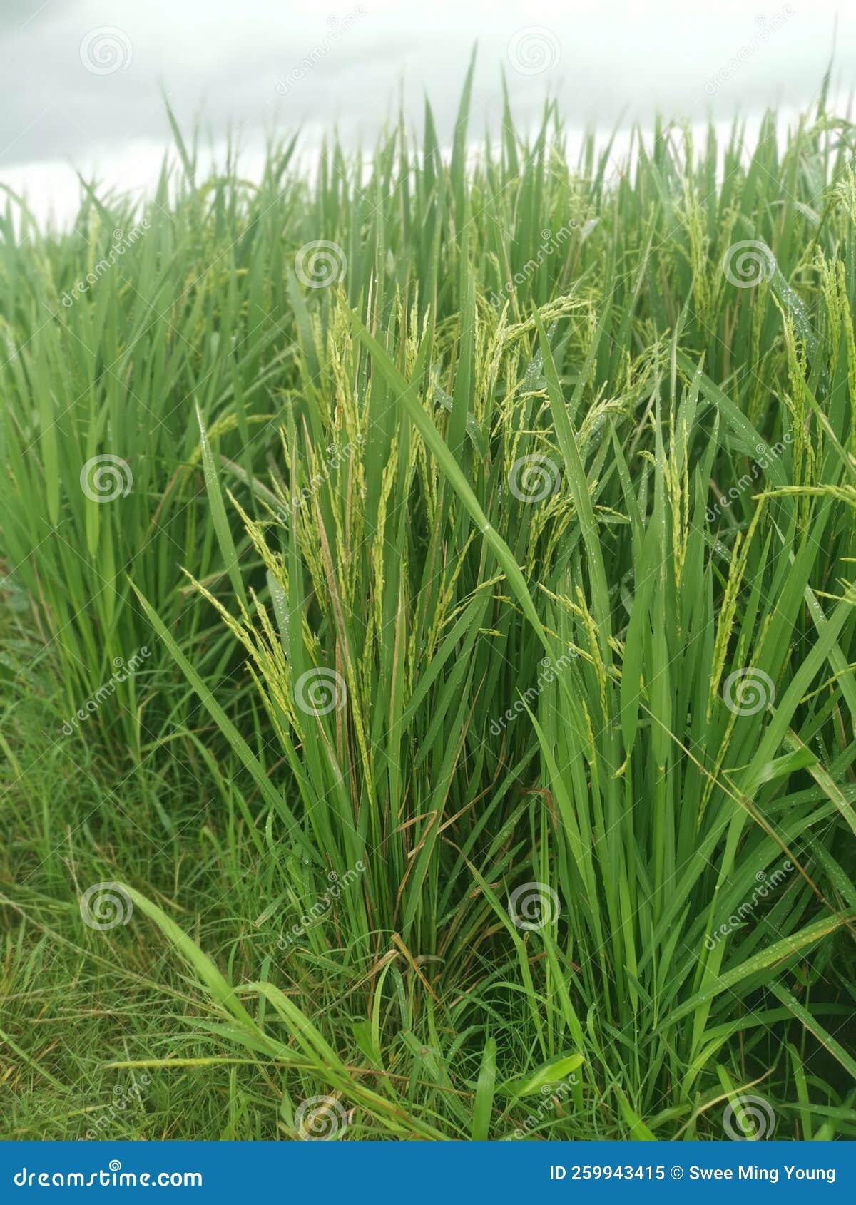 Bushes of the Paddy Rice Grass Growing Healthy. Stock Image - Image of ...