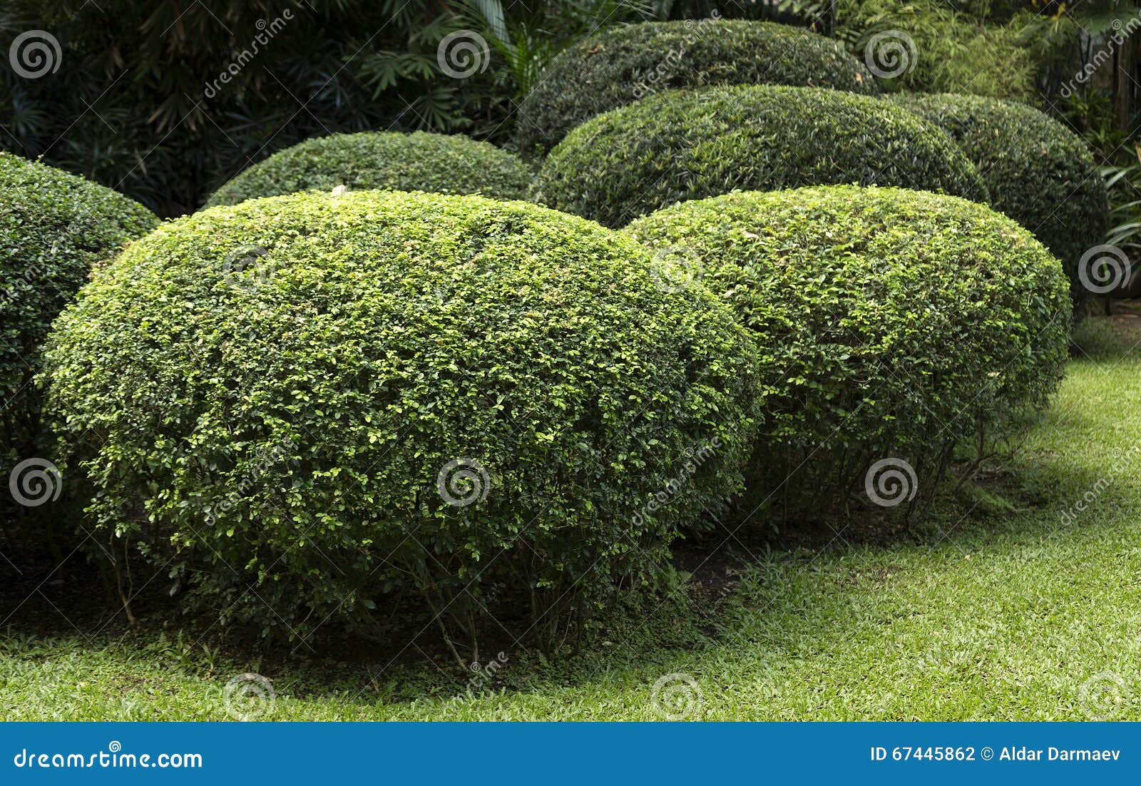 Bushes stock photo. Image of ground, active, field, landscape - 67445862