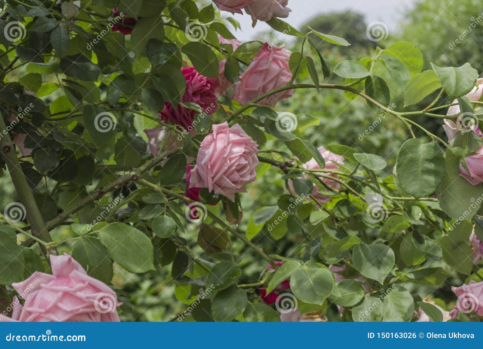 Bushes of Pink Roses in the Garden Stock Photo - Image of flora, fresh ...